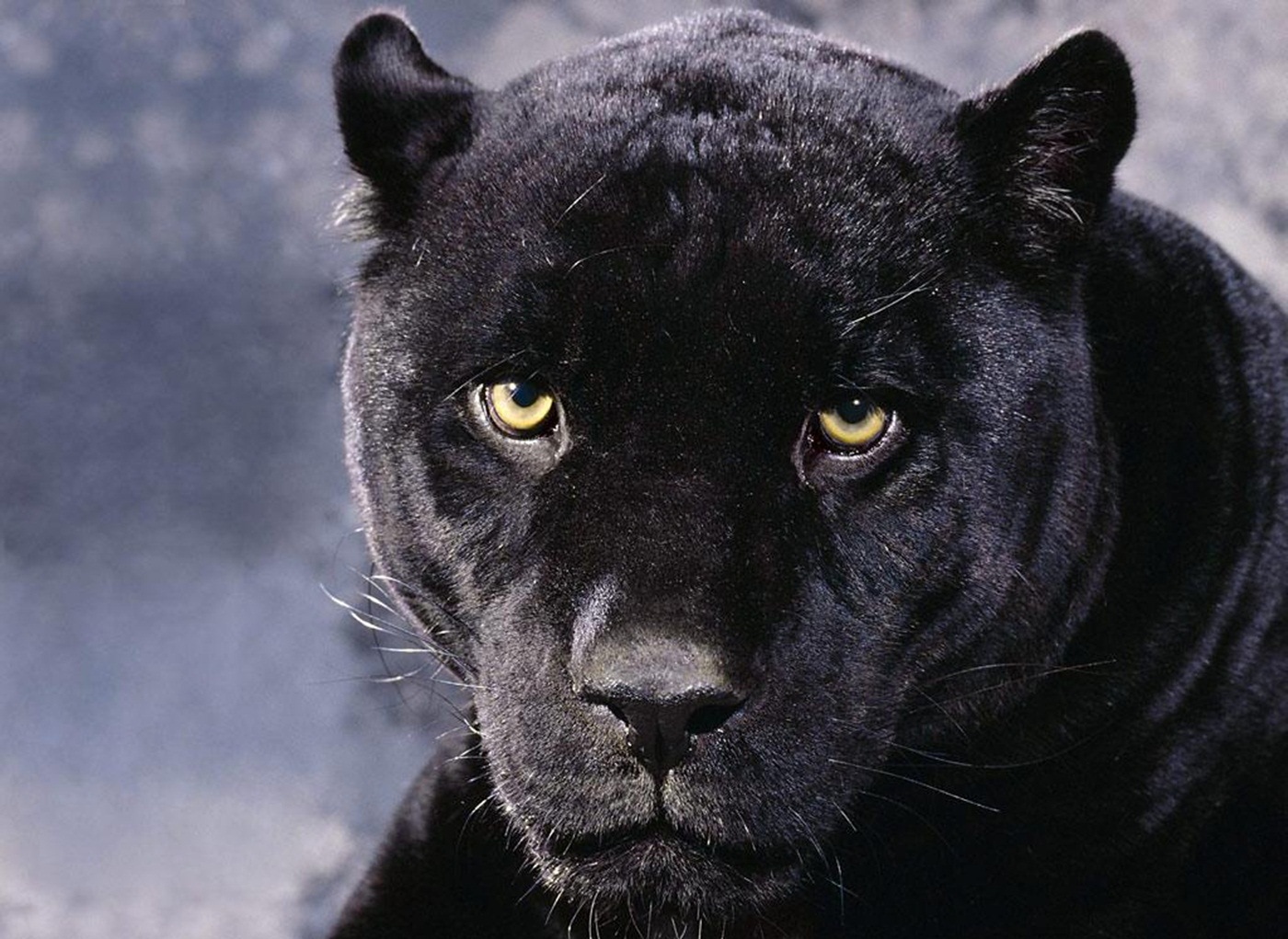 Blog do Edu Ambiental: Imagens de pantera negra